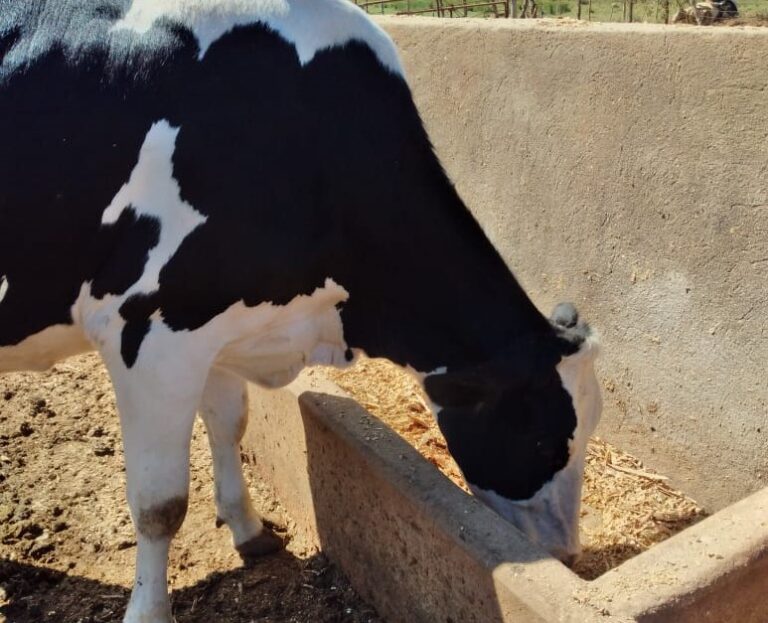 ACIDOSE RUMINAL : O QUE É,PREVENÇÃO E TRATAMENTO. – Solo Fertil