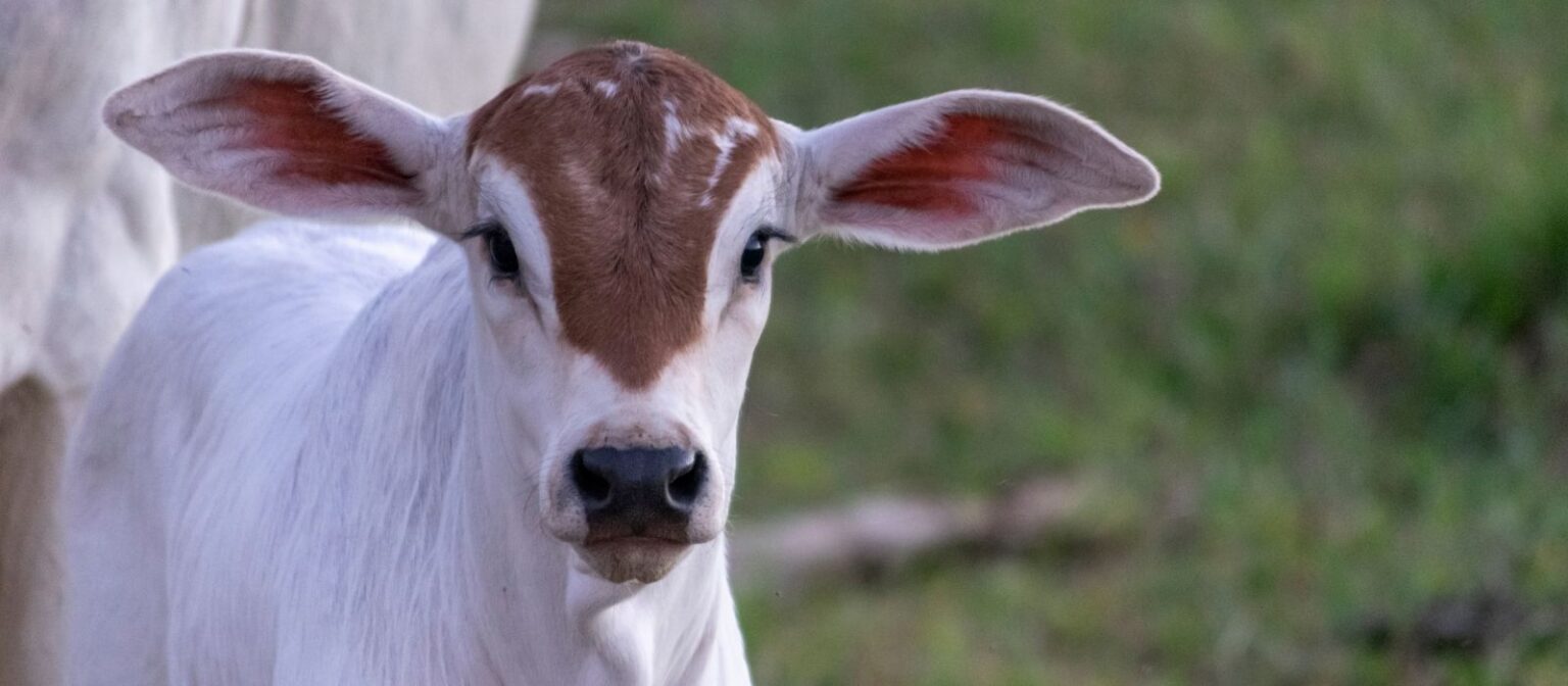 Coccidiose bovina : entenda mais sobre a doença que pode atrasar o ...