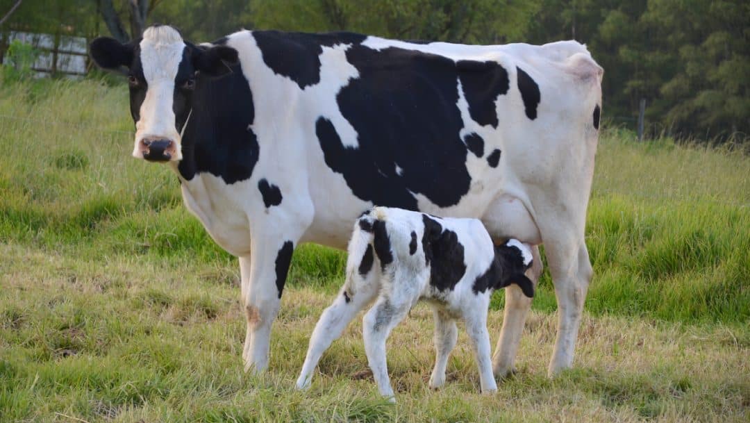 ESTRATÉGIAS PARA AUMENTAR O NÚMERO DE VACAS PRENHAS NA FAZENDA – Solo ...