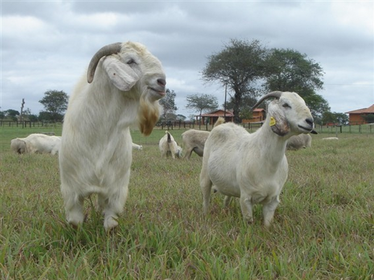 Caprinos: conheça as principais raças e faça a melhor escolha – Solo Fertil