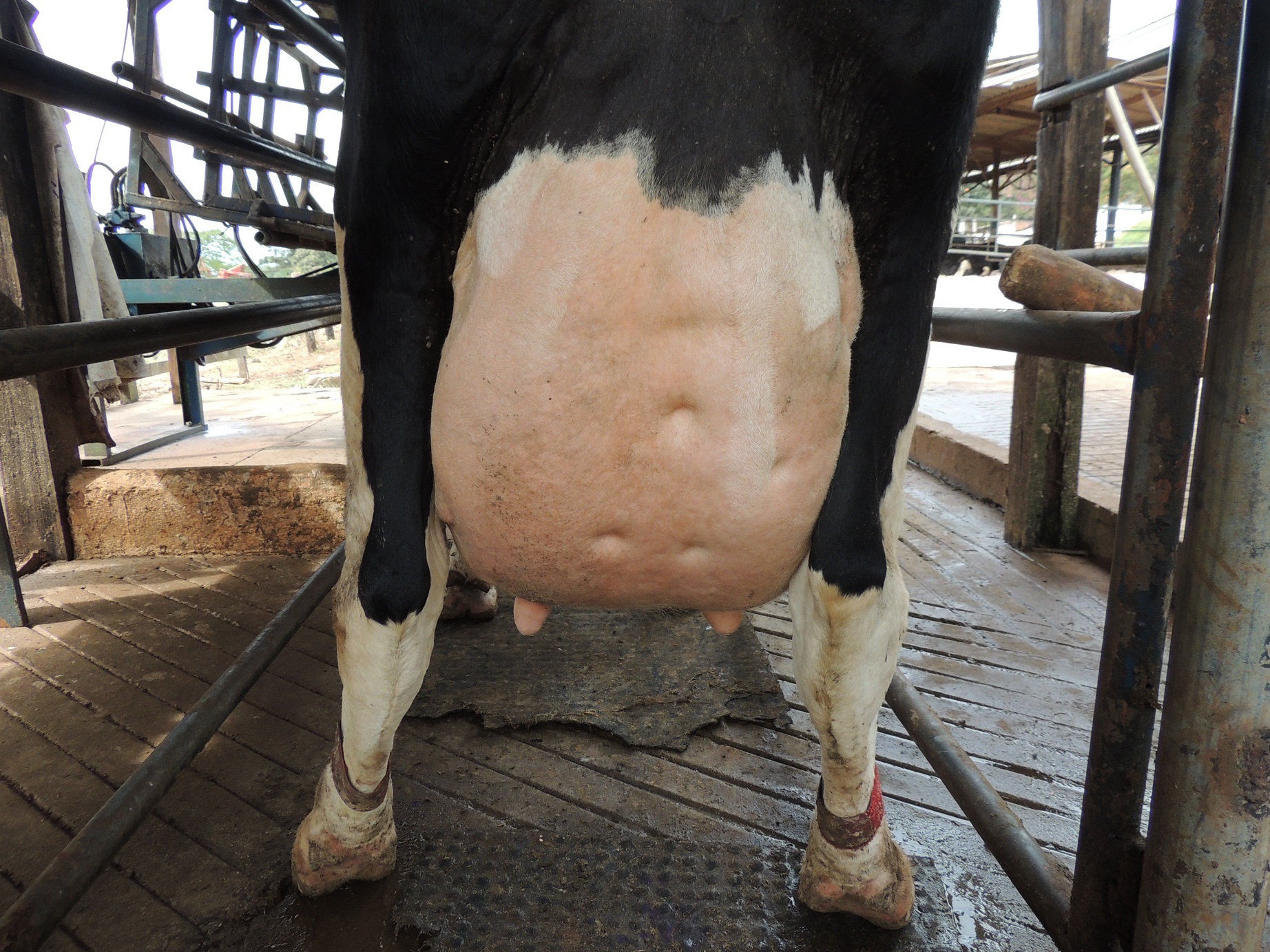 Edema de úbere: causas, diagnóstico e solução – Solo Fertil