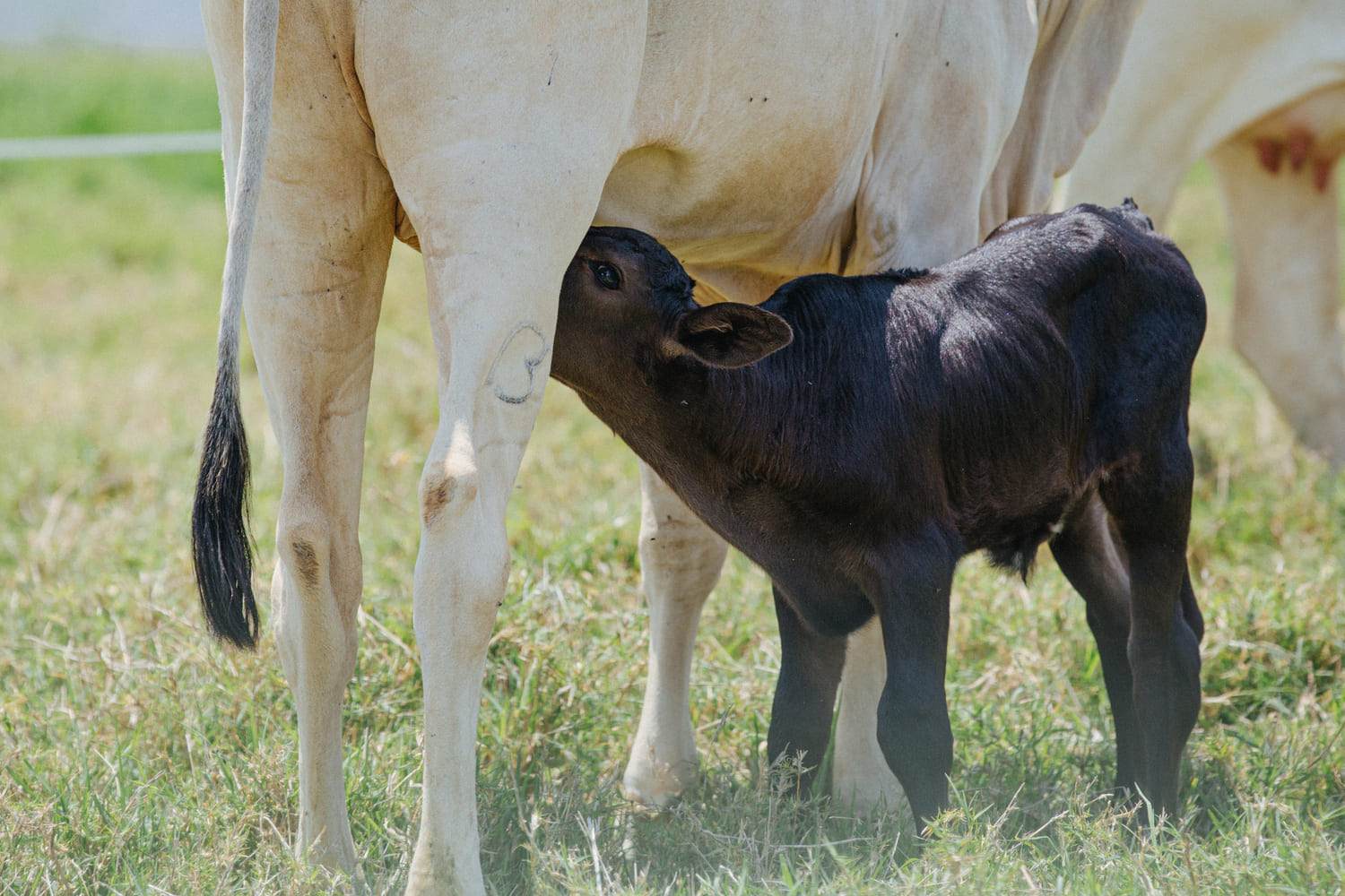 Bezerro desmamado: tudo o que você precisa saber – Solo Fertil